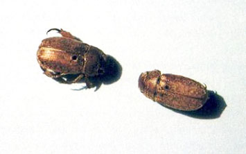 บริษัท ชุมพรอุตสาหกรรมน้ำมันปาล์ม จำกัด (มหาชน)